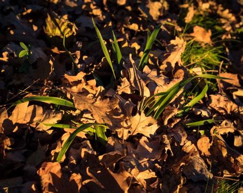 무료 이미지 나무 자연 숲 잔디 분기 태양 밤 햇빛 아침 잎 꽃 저녁 녹색 반사 가을 그림자 어둠 시즌 Hst 핀란드 터키 악