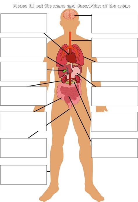 Human Body Parts Labeled