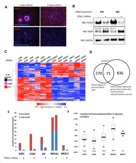 Figure 1 From The Transcription Factor Foxl2 Mobilizes Estrogen