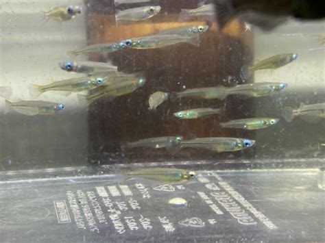 Green Note大阪我孫子のアクアリウムショップ 月 日 熱帯魚 コロンビアアジア便 ホマロメナ等 生産品 入荷しました