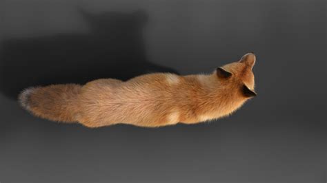 Red Fox Animation Vfx Grace 3d Model Animated Rigged Cgtrader