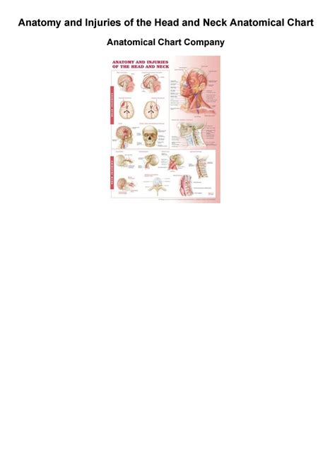 Anatomy And Injuries Of The Head And Neck Anatomical Chart Pdf By