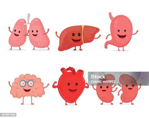 Lucu Tersenyum Bahagia Manusia Sehat Organ Kuat Set Ilustrasi Stok