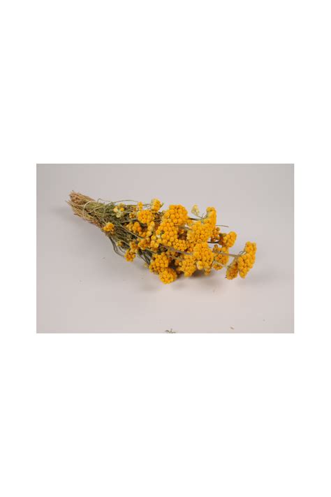 Fleurs Botte De Lonas Séché Naturel Jaune Hauteur 42cm