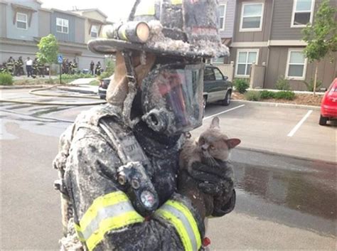 Firefighters Rescuing Animals Will Get Your Right In The Feelings