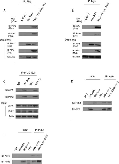 In Cells And In Vitro Binding Of Pirh2 And Aip4 A In Cell Binding Of