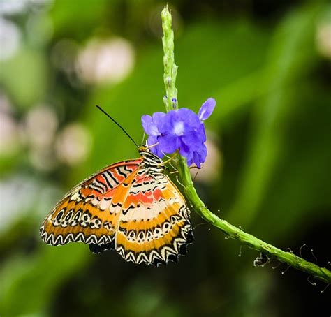 蝶 かわいい 虫 Pixabayの無料写真 Pixabay