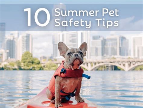 10 Summer Safety Tips For Pets Chester Veterinary Clinic