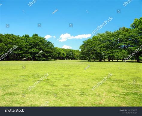 Стоковая фотография 2429738195 Park Scenery Grassland Fresh Green Forest Shutterstock
