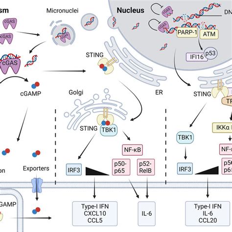 Innate Immune Signalling In Response To Cytosolic Dna And Dna Damage On