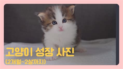 아기고양이 성장 과정 Youtube