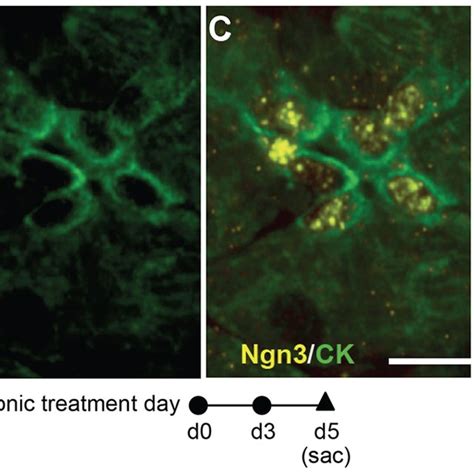 Tweak Treatment Induces Ngn3 Expression In Pancreatic Duct Cells