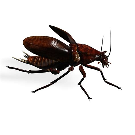 Obj File Cockroach Cockroach 3d Model Animated For Blender Fbx Unity