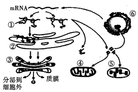 脂肪细胞简笔画脂肪细胞手绘图大山谷图库