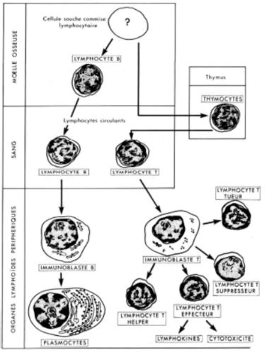 Histologie Organes Lympho Des Cartes Quizlet