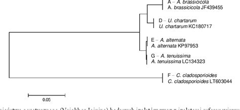 Figure 1 From The Influence Of Alternaria Black Spot Species On The
