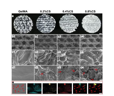 Characterization Of 3d Printed Gelmacs Composite Scaffolds A Download Scientific Diagram
