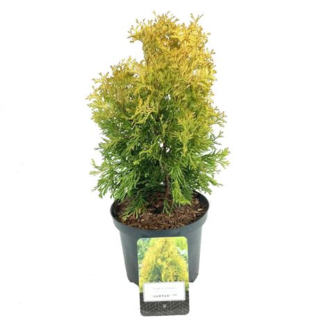 Thuja Occidentalis Jantar — Plant Wholesale Floraccess
