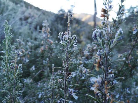 Plantas De Las Montañas Con Escarcha Foto De Archivo Imagen De Campo