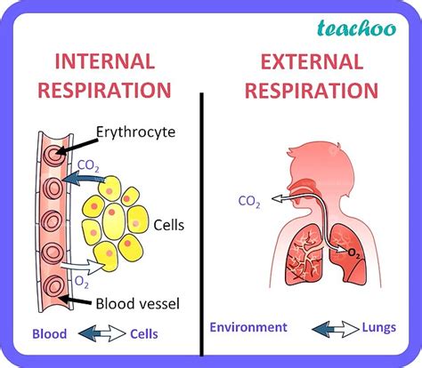 [class 10] difference between internal and external respiration table