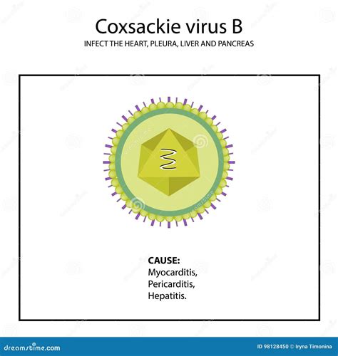 The Structure Of The Coxsackie Virus Vector Illustration