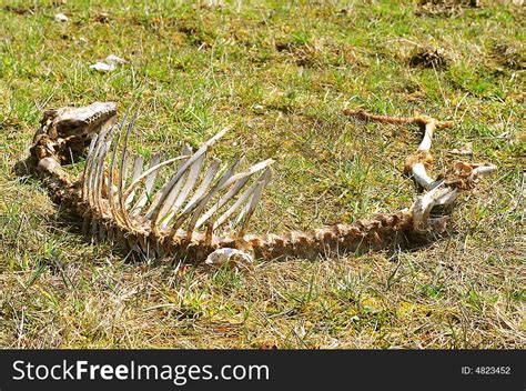 Sheep Skeleton Free Stock Images And Photos 4823452