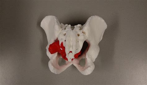 Anatomical Models 3d Lab 3dlab Lumc