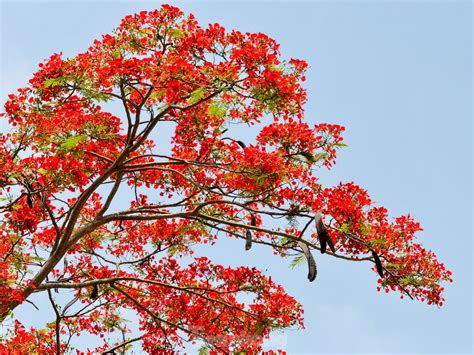 Hoa Phượng đỏ Thắp Lửa Phố Phường Hà Nội