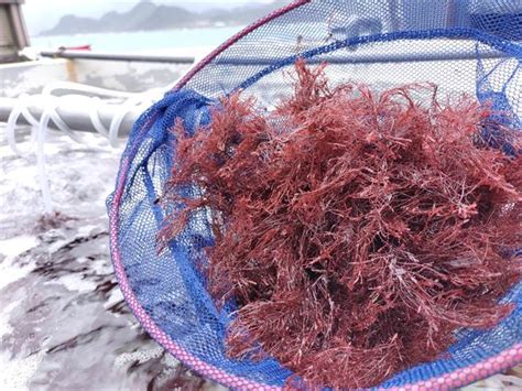 人工養殖有望 海科館與海大成功培育石花菜 生活 中時