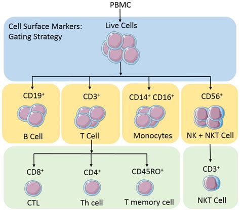 Isolation Cryopreservation And Immunophenotyping Of Human Peripheral