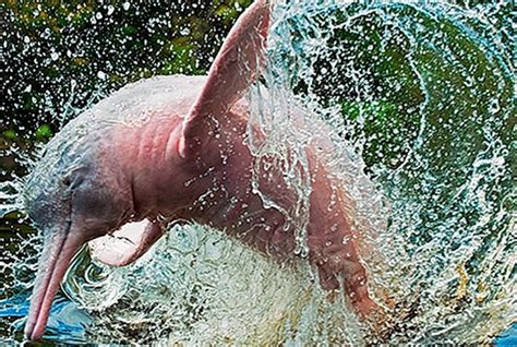아마존강돌고래 분홍돌고래 [boto Pink River Dolphin] 네이버 블로그