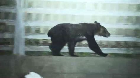クマここ：ここだけは！｜hbc北海道放送