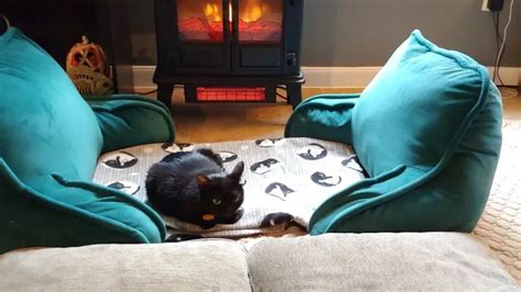 Toothless la gata que desafió su condición de enanismo felino Infobae