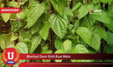 Temukan 6 Manfaat Daun Sirih Buat Mata Yang Wajib Kamu Intip