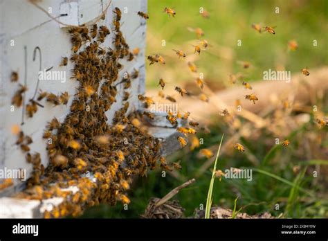 Honey Bees Flying In And Out Of Commercial Beekeeping Hives In A
