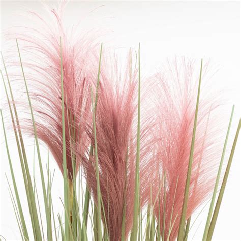 Ornamental Grass Seeds Usa Seed Village