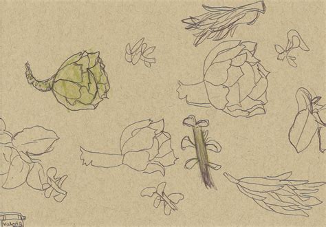 Oxnard Botanical Contour Drawing Focus On The Masters Arts Archive