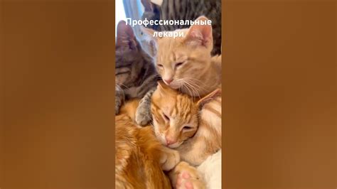 котики любовь милота релакс животные новыйгод жизнь добро