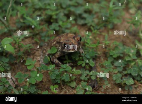 High Angle Front View Of A Small Asian Common Toad Duttaphrynus