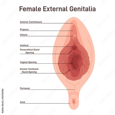 Female External Genitalia Vulva Labia Majora And Labia Minora の Stock ベクター Adobe Stock