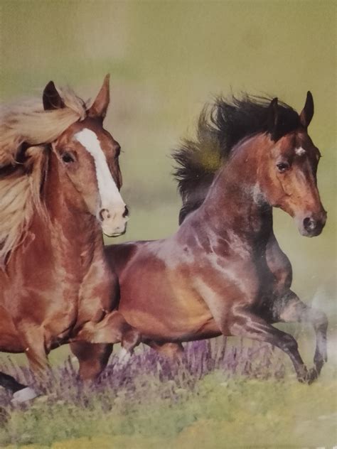 МУШМОРОЦИ В БЪЛГАРИЯ Facebook