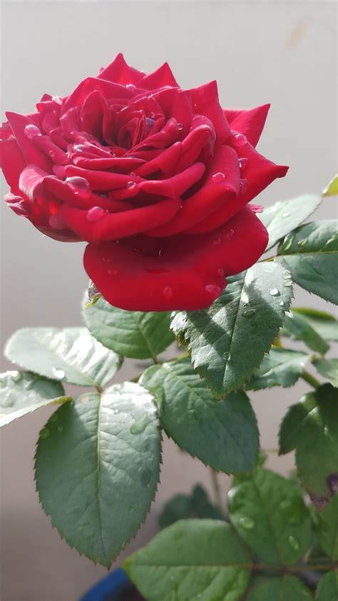 Red Rose Morning Rise Free Photo On Pixabay Pixabay