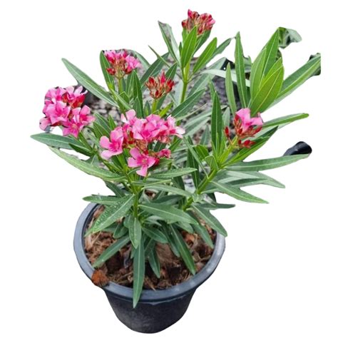 Nerium Orleander Thai Garden Design