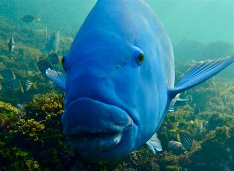 9 Fun Facts About The Western Blue Groper Blueback