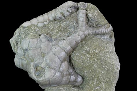 19 Crinoid Onychocrinus Fossil Crawfordsville Indiana 94741