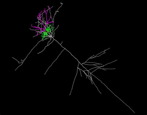 Detailed Cell Information 050202eg4c2axon