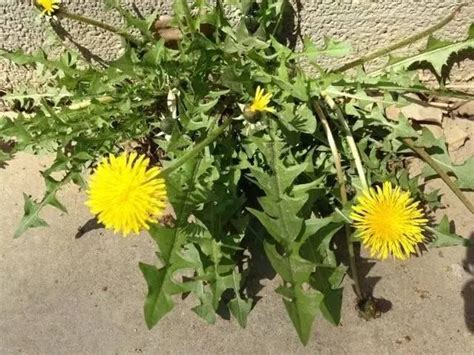 蒲公英加上它堪比冬蟲夏草養肝排毒抗衰老 每日頭條