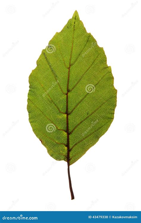 Grönt Blad Av Den Purpurfärgade Bokträdet Som Isoleras På Vit Arkivfoto