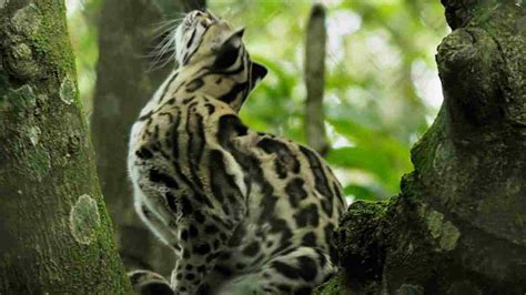 Fauna Da Floresta Amazônica Fragmentada Conservação Biólogo