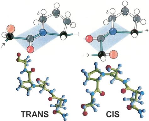 Dynamics Of Proline Allowing Sliding Between Two Domains Download
